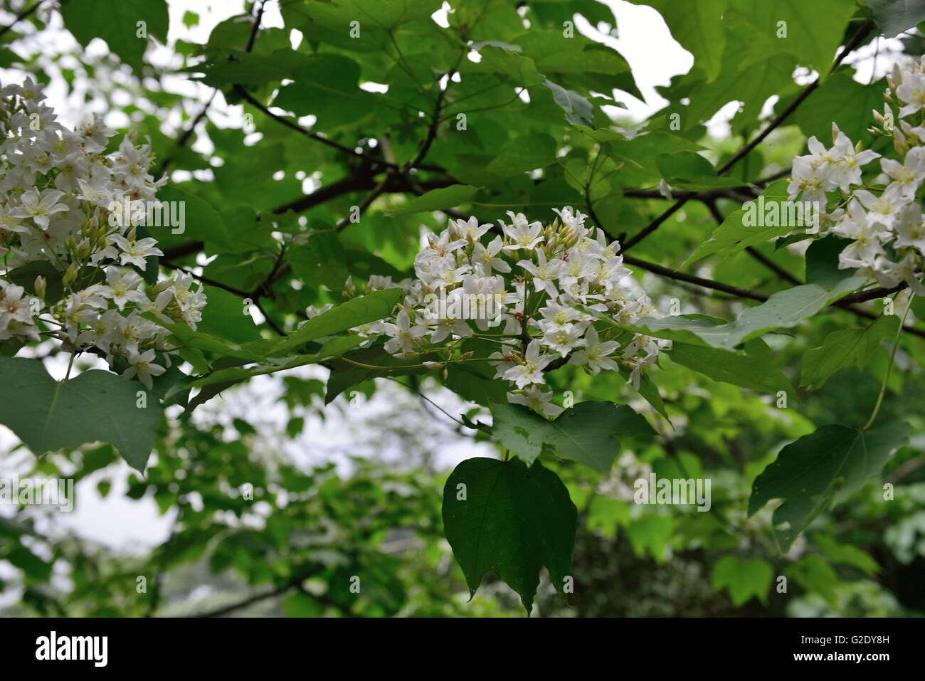 Tung blossom tree hi-res stock photography and images - Alamy