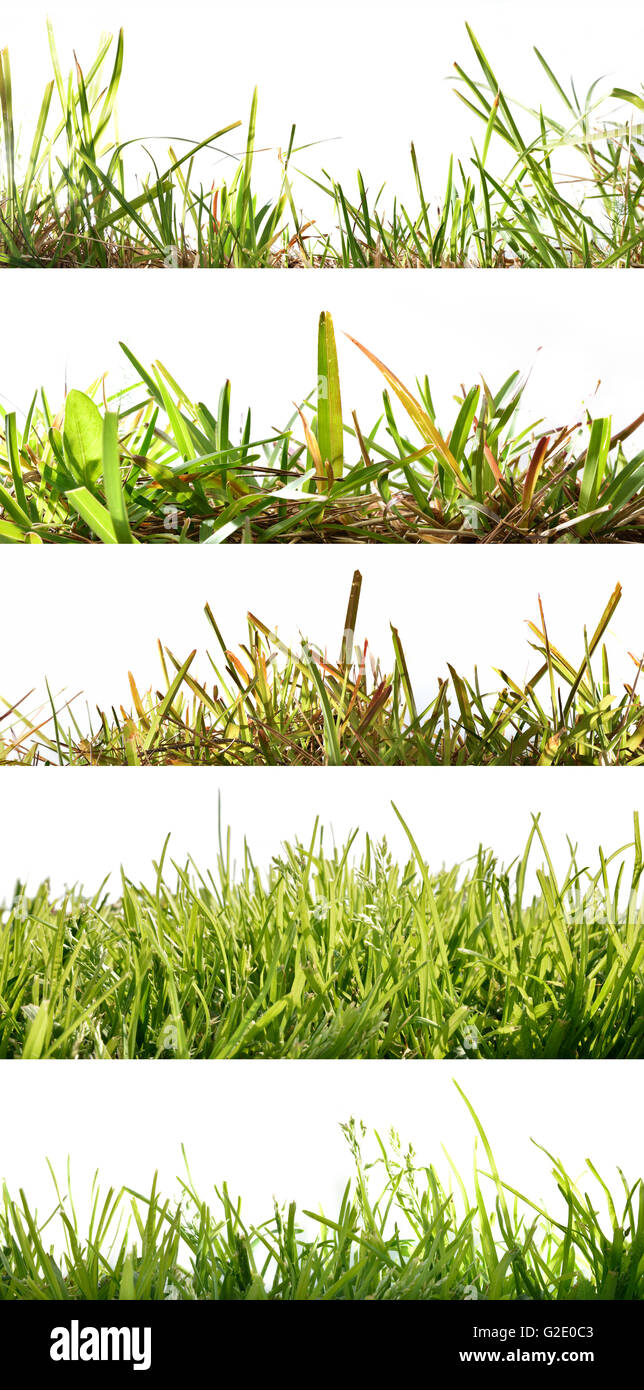 Five backgrounds set of green natural grass backlit. Front view Stock ...