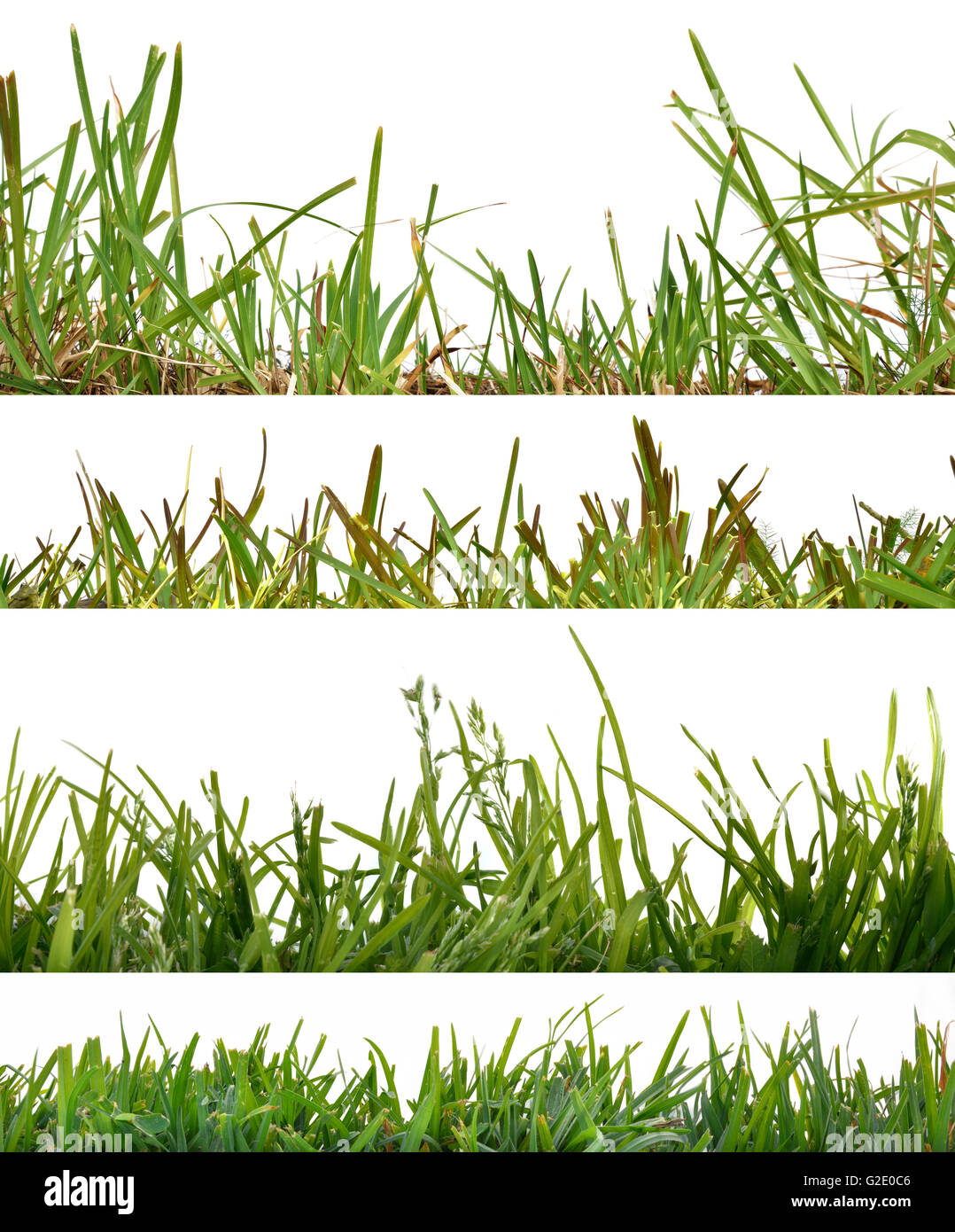 Four backgrounds set of green natural grass. Front view Stock Photo - Alamy