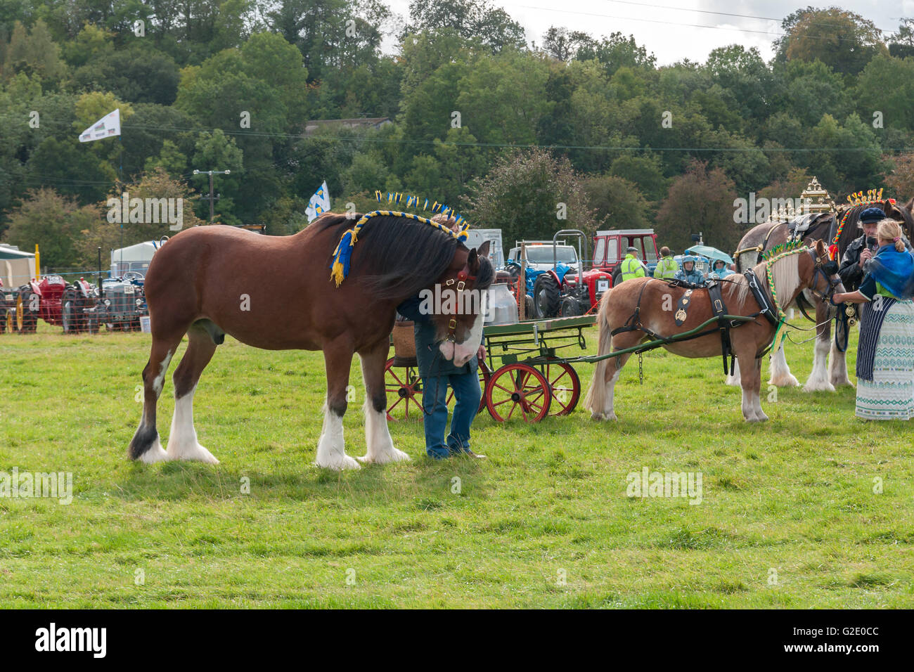 Rural fair draft horses hi-res stock photography and images - Alamy