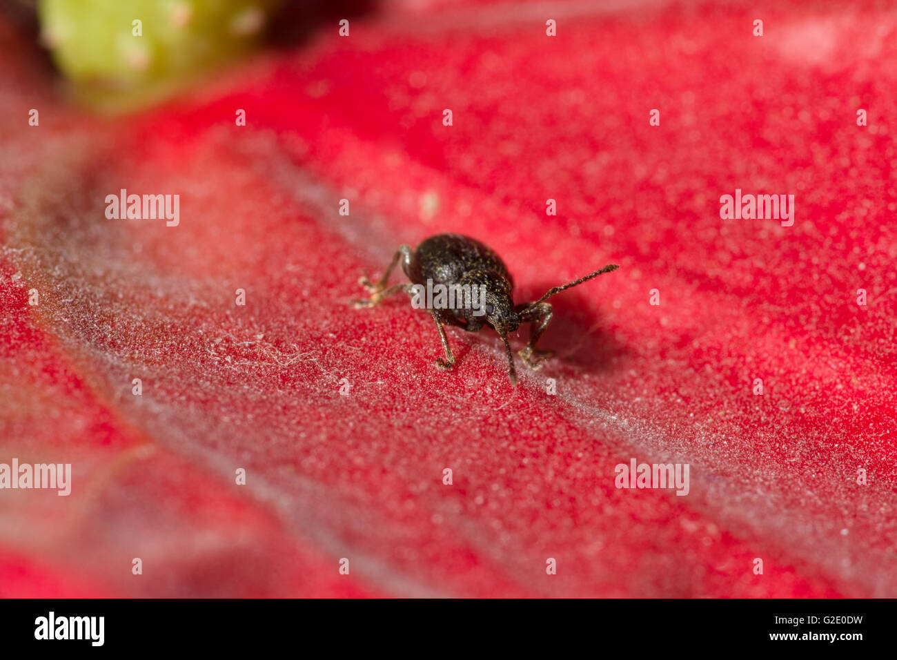 a small black beetle crawling on a red petal plants Stock Photo - Alamy