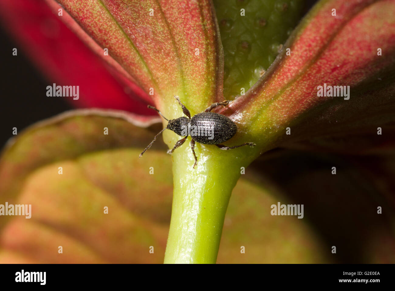 Beetle plants hi-res stock photography and images - Alamy