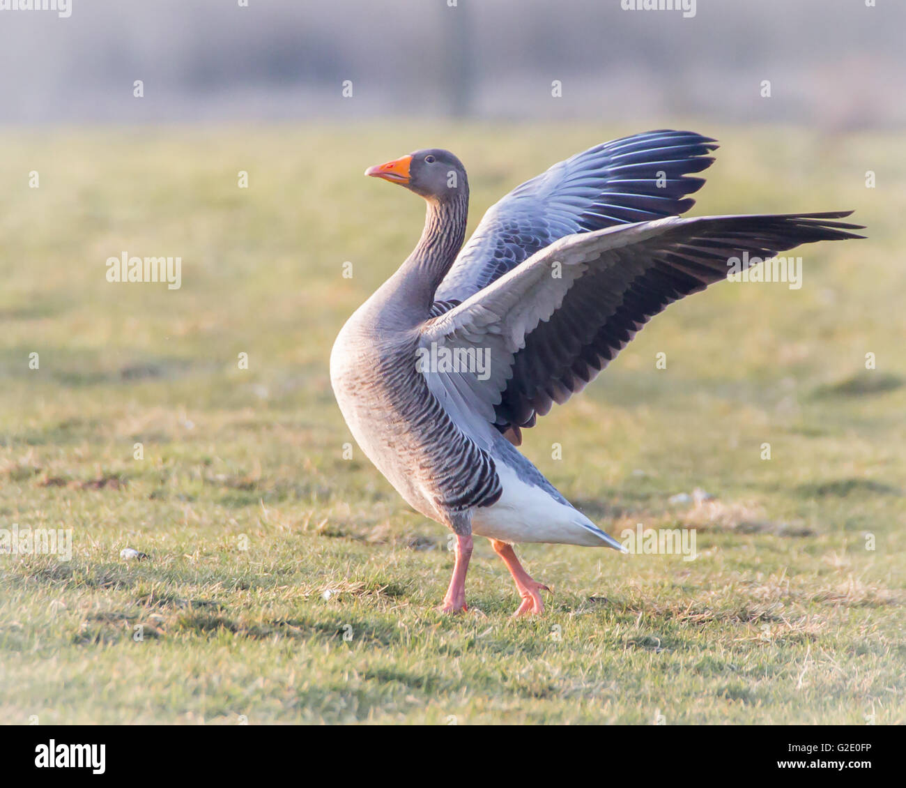 Greylag Goose stretching wings in the sun Stock Photo - Alamy