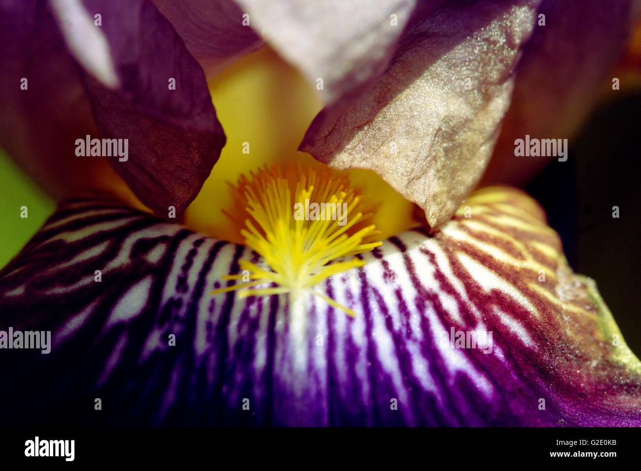 Gladwyn or sinking iris hi-res stock photography and images - Alamy