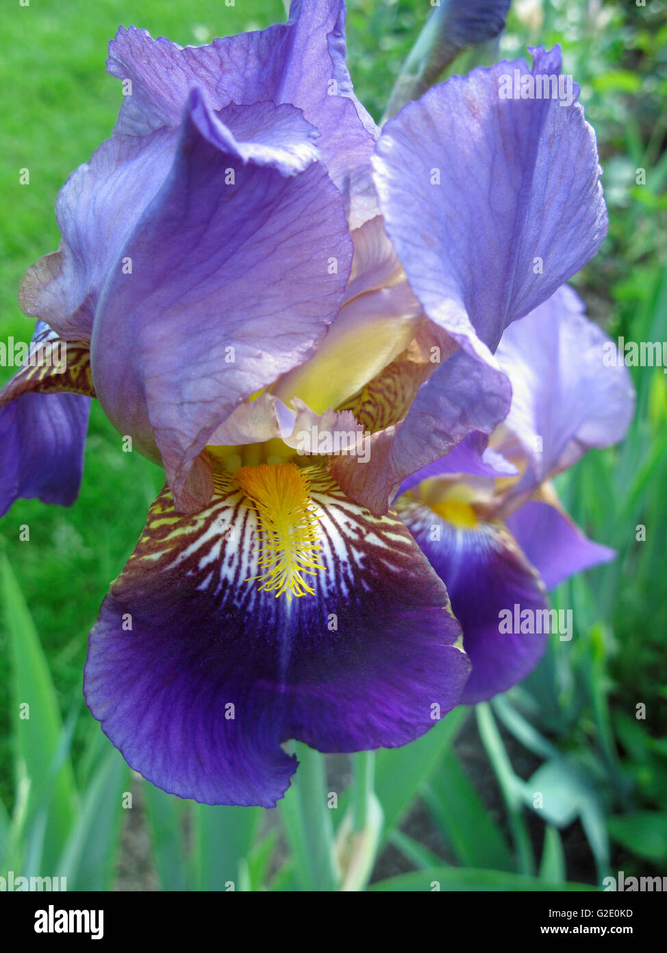 Flower of iris hi-res stock photography and images - Alamy