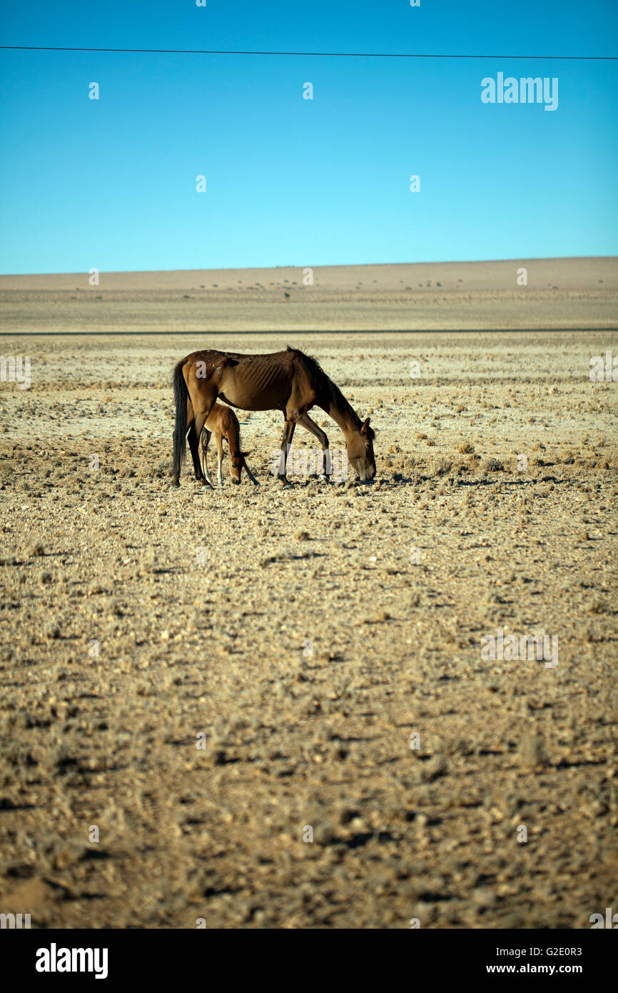 Wild Desert Horses of Garub Plains in Aus , Namibia Stock Photo - Alamy