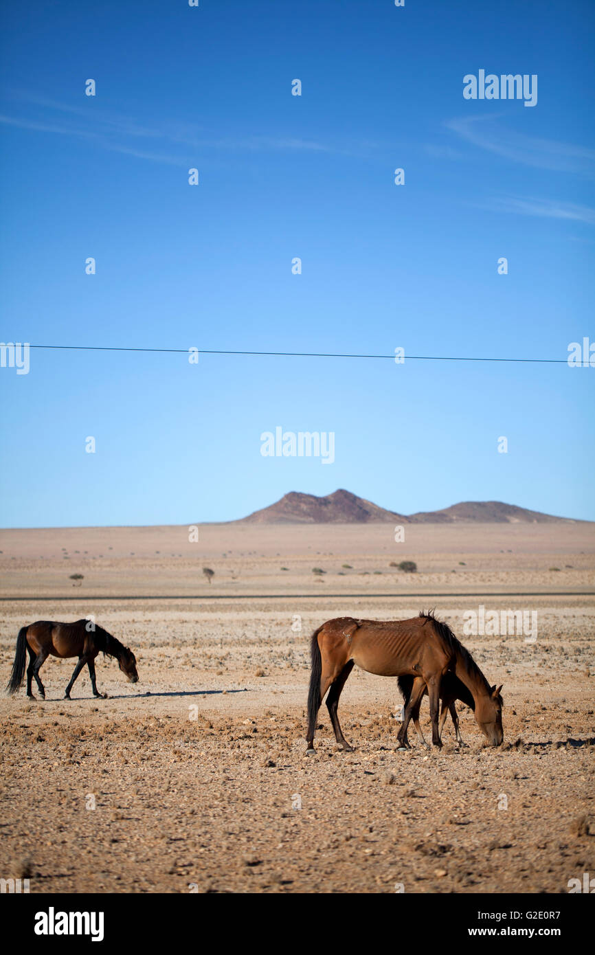 Wild Desert Horses of Garub Plains in Aus , Namibia Stock Photo - Alamy