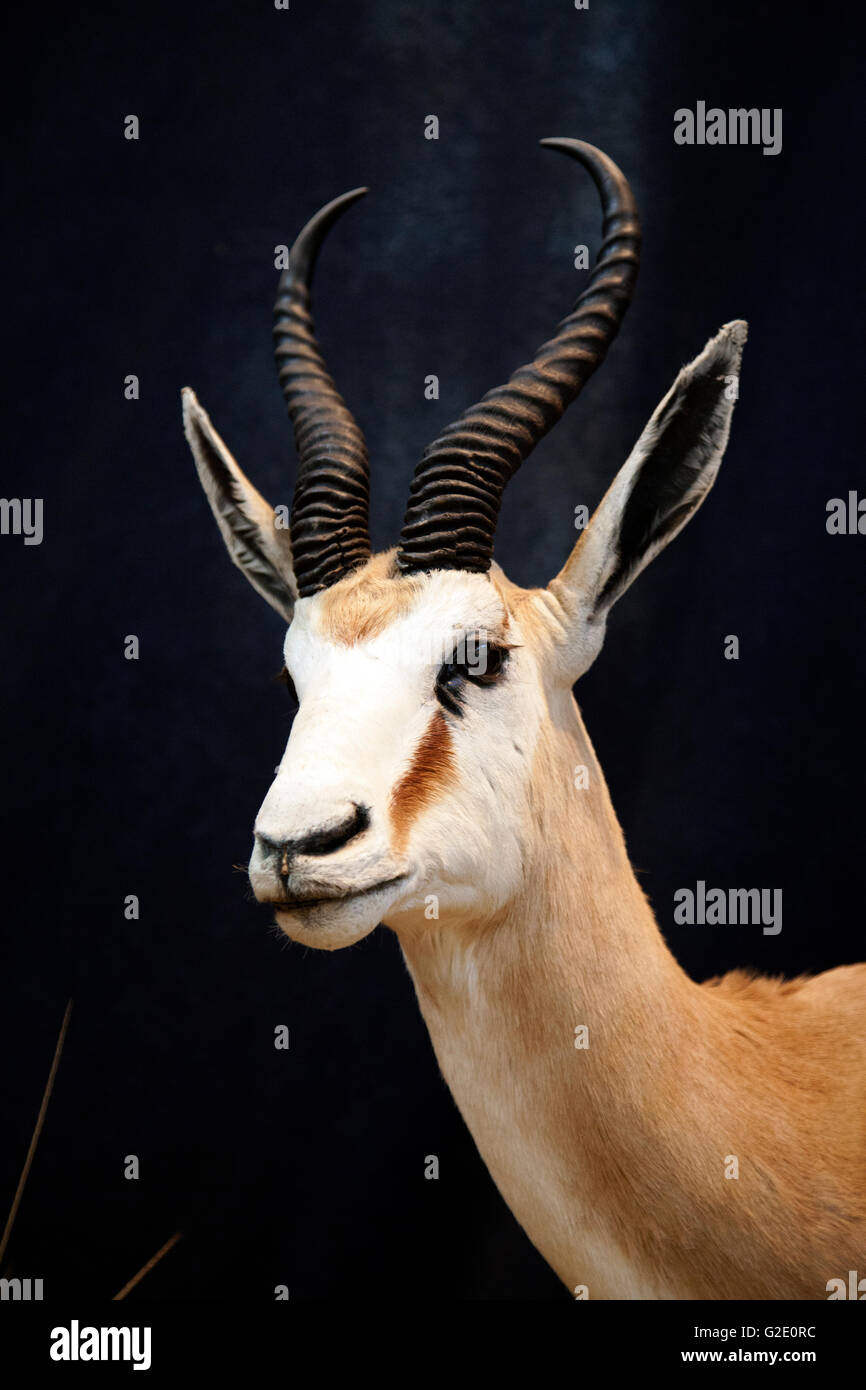 Stuffed Springbok in Namibia Stock Photo - Alamy