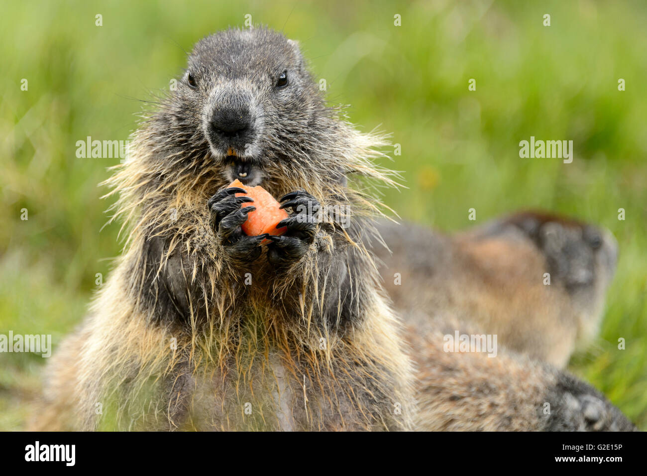 Alpine marmot (Marmota Marmota) eating, High Tauern National Park ...