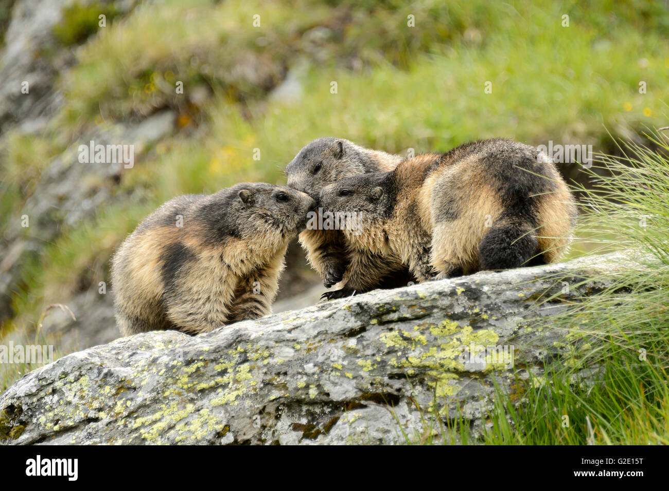 Three marmots hi-res stock photography and images - Alamy