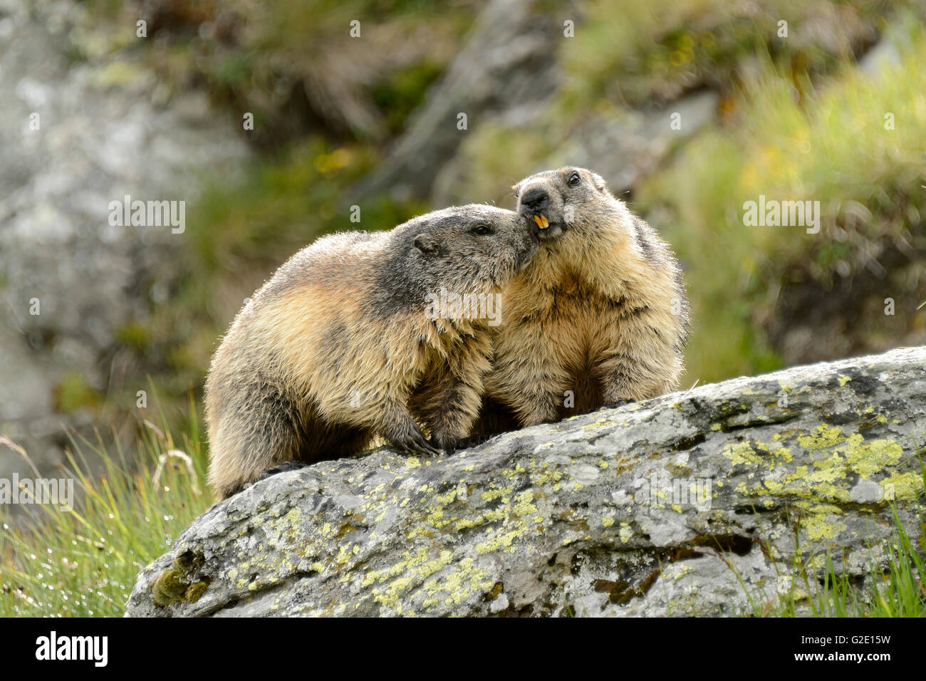 Two alpine marmots (Marmota Marmota) on rock, High Tauern National Park, Austria Stock Photo - Alamy