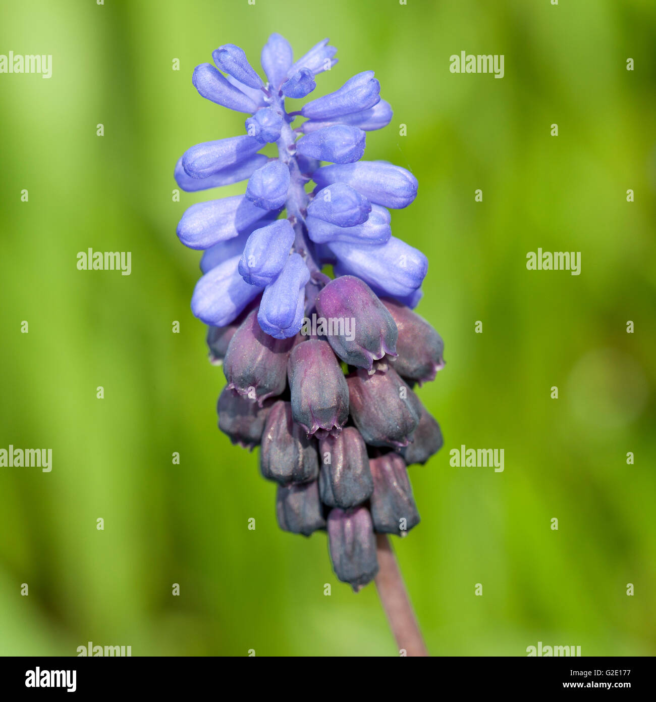 Muscari flower blue single hi-res stock photography and images - Alamy