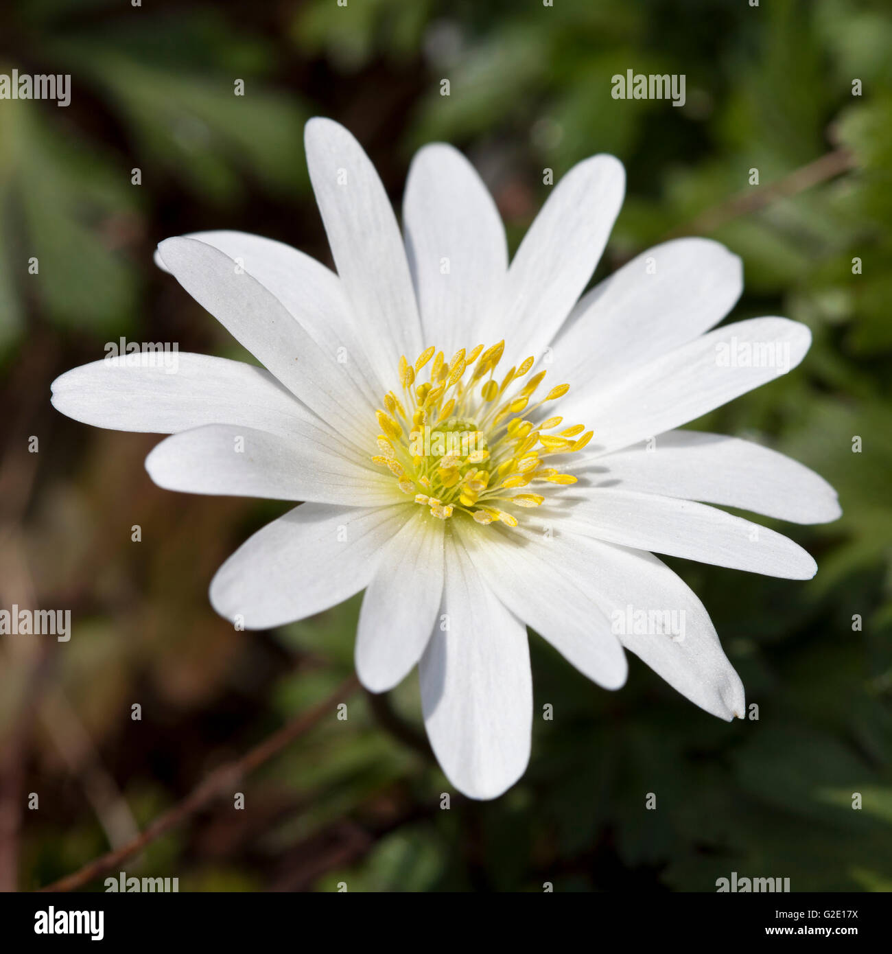White windflower hi-res stock photography and images - Alamy