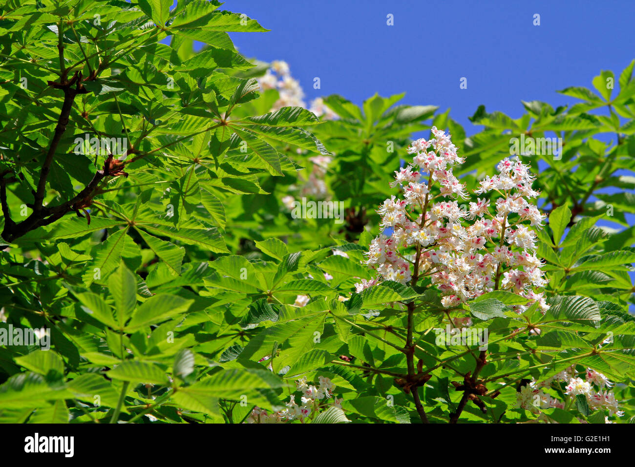 Conker tree hi-res stock photography and images - Alamy
