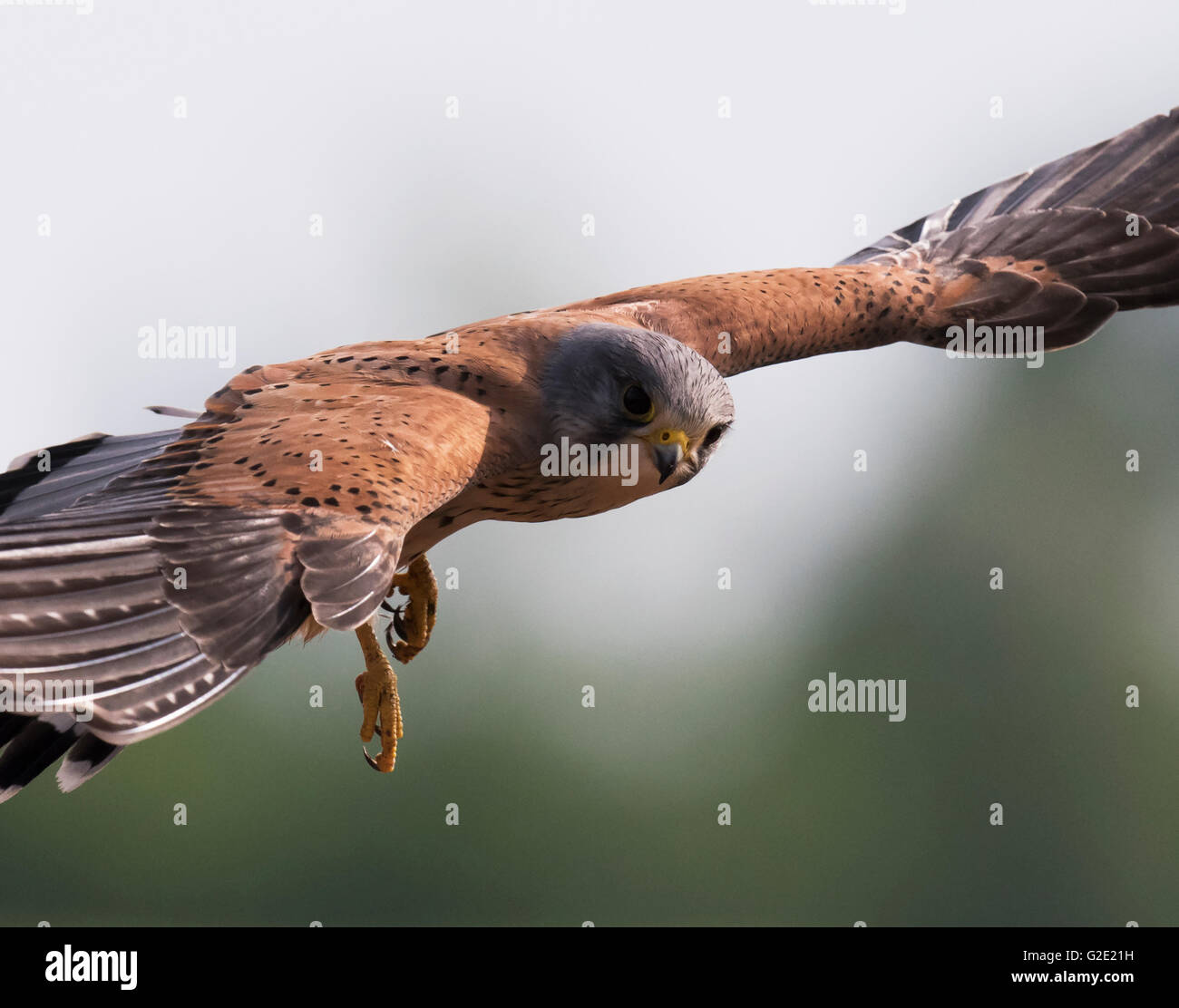 Landscape format kestrel hovering male hi-res stock photography and ...