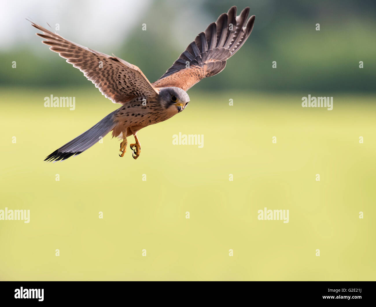 Landscape format kestrel hovering male hi-res stock photography and ...