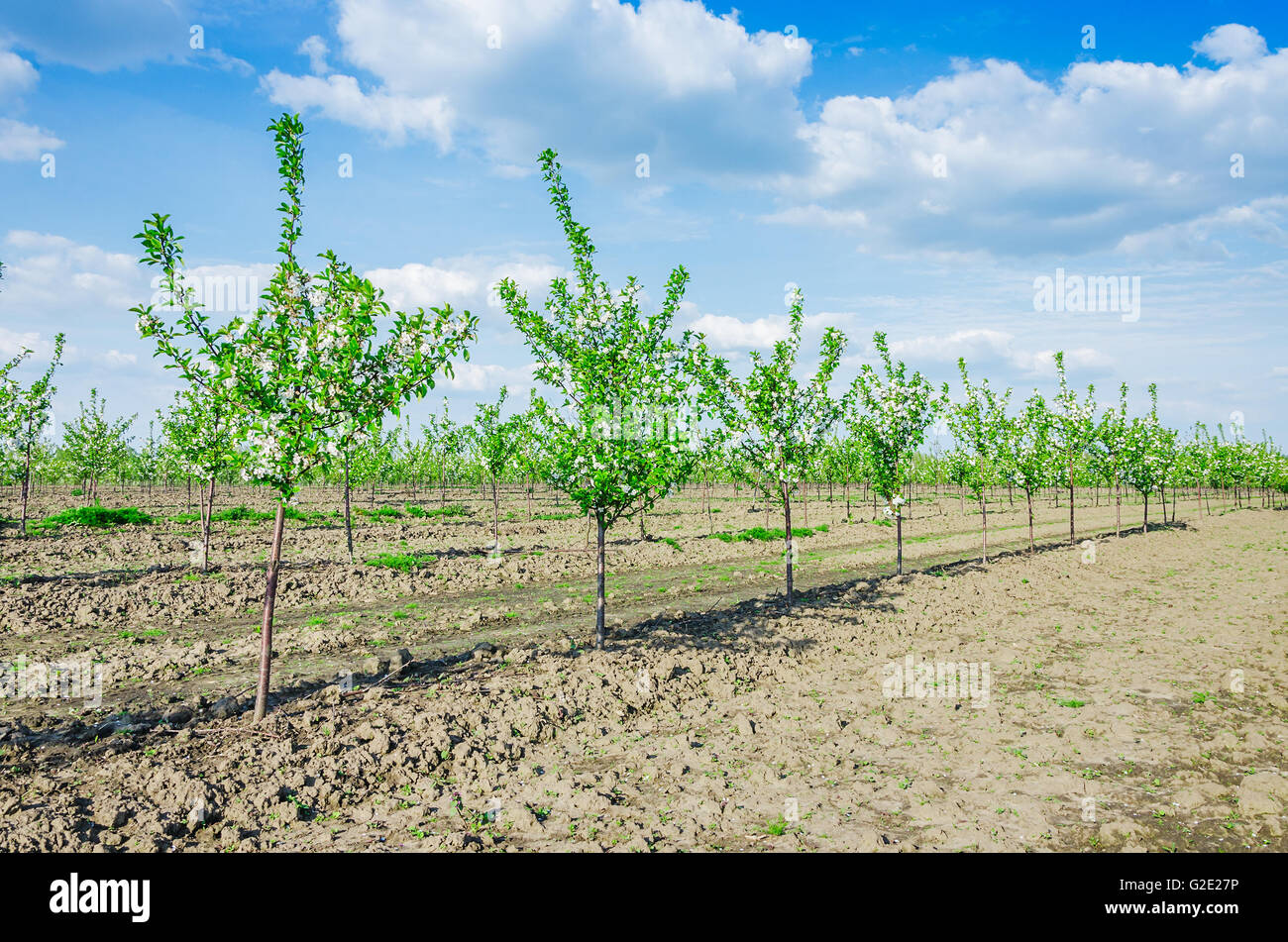 Young fruit-trees grow in a spring season in an orchard Stock Photo - Alamy