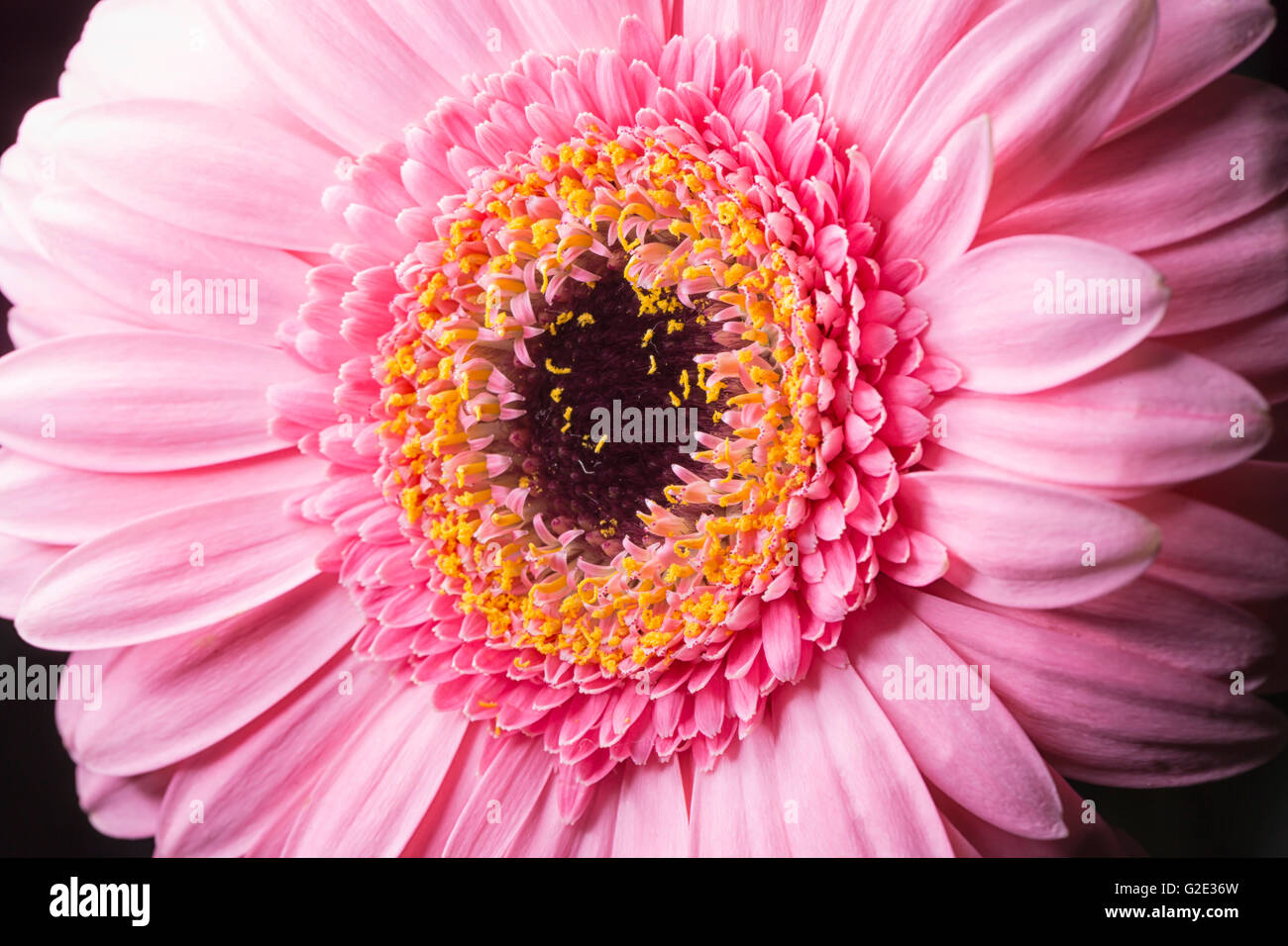 Gerbera leaves hi-res stock photography and images - Alamy