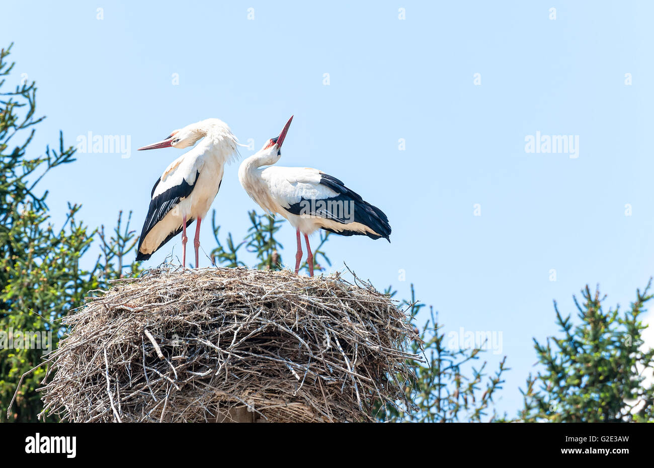Pair white storks in nest hi-res stock photography and images - Alamy