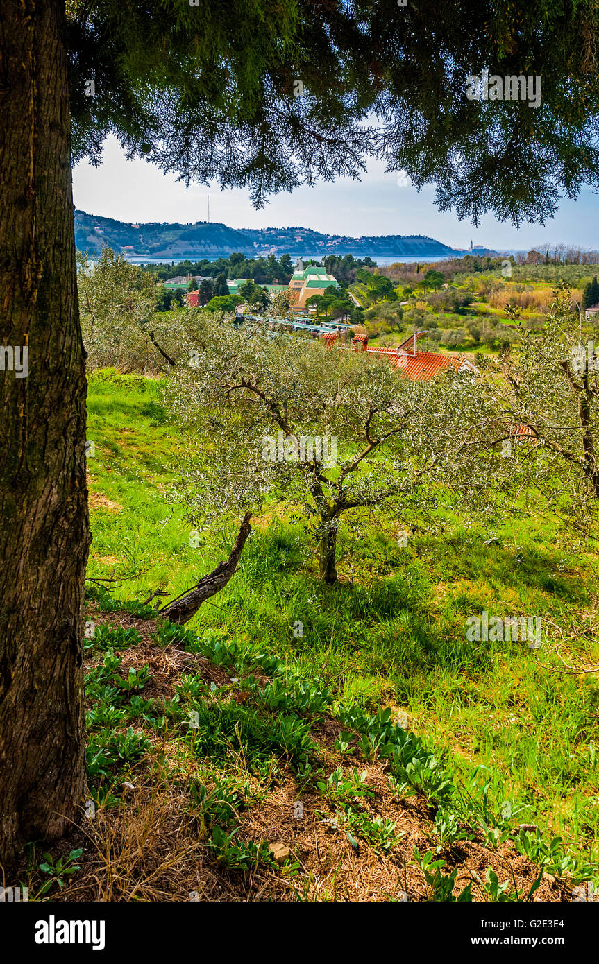 Strunjan terme hi-res stock photography and images - Alamy