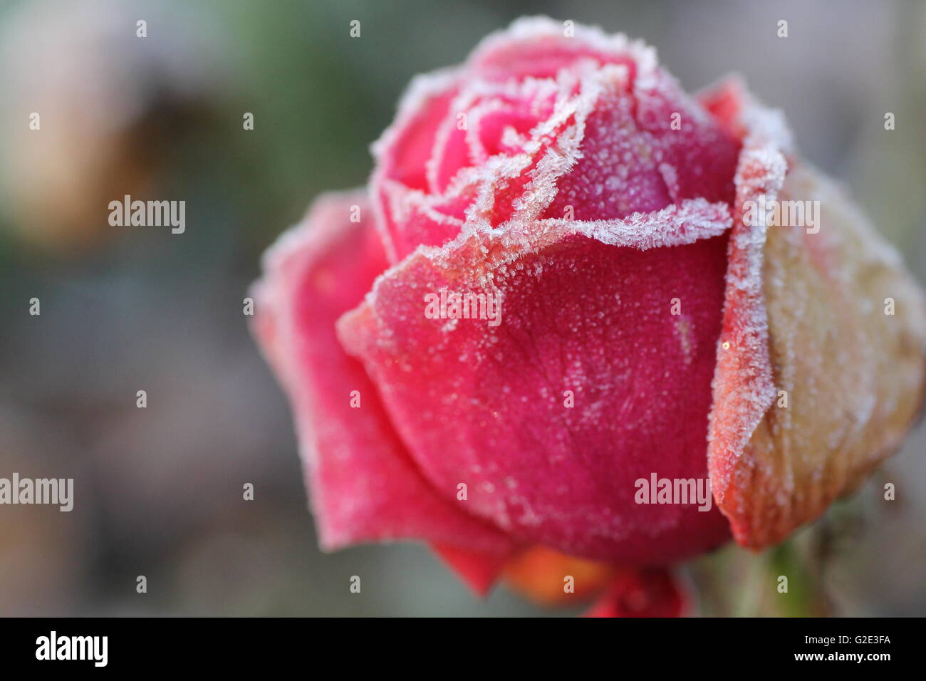 Rose petals frost hi-res stock photography and images - Alamy