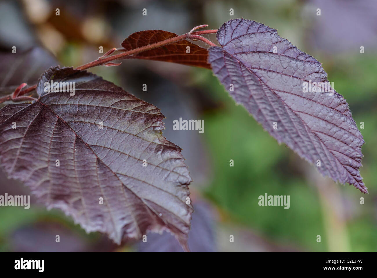 Corylus maxima Purpurea Stock Photo - Alamy