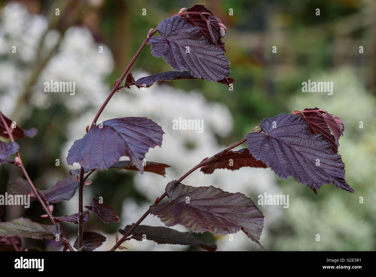 Corylus purpurea hi-res stock photography and images - Alamy