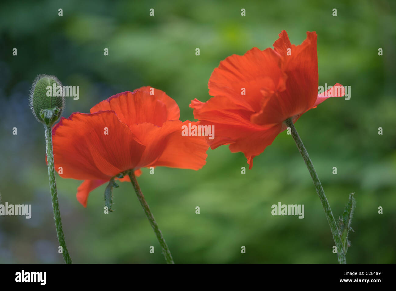 Poppies close up hi-res stock photography and images - Alamy
