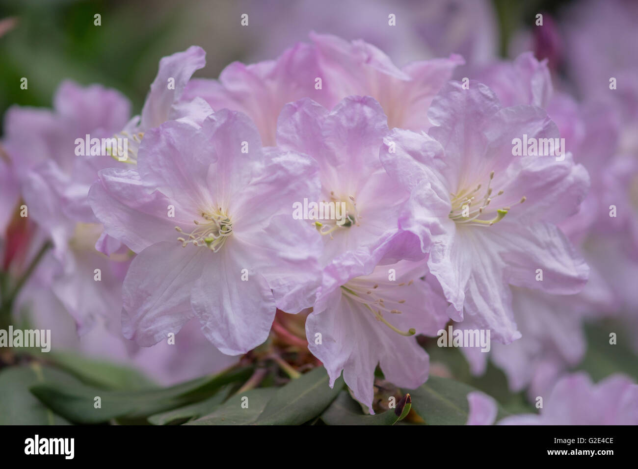 Pale pink purple Rhododendron fortunei blossom close up Stock Photo - Alamy