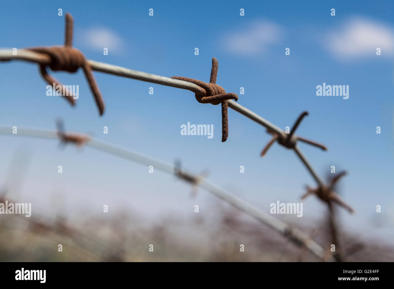 Old rusty Barbed wire closeup country borders with blue sky and white ...