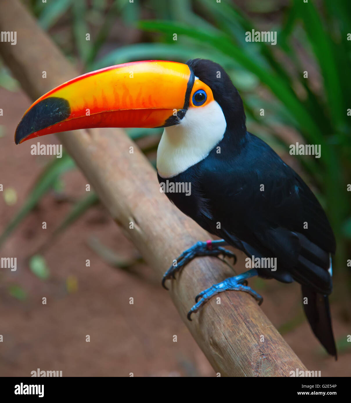 Closeup toucan blue eye ramphastos hi-res stock photography and images ...