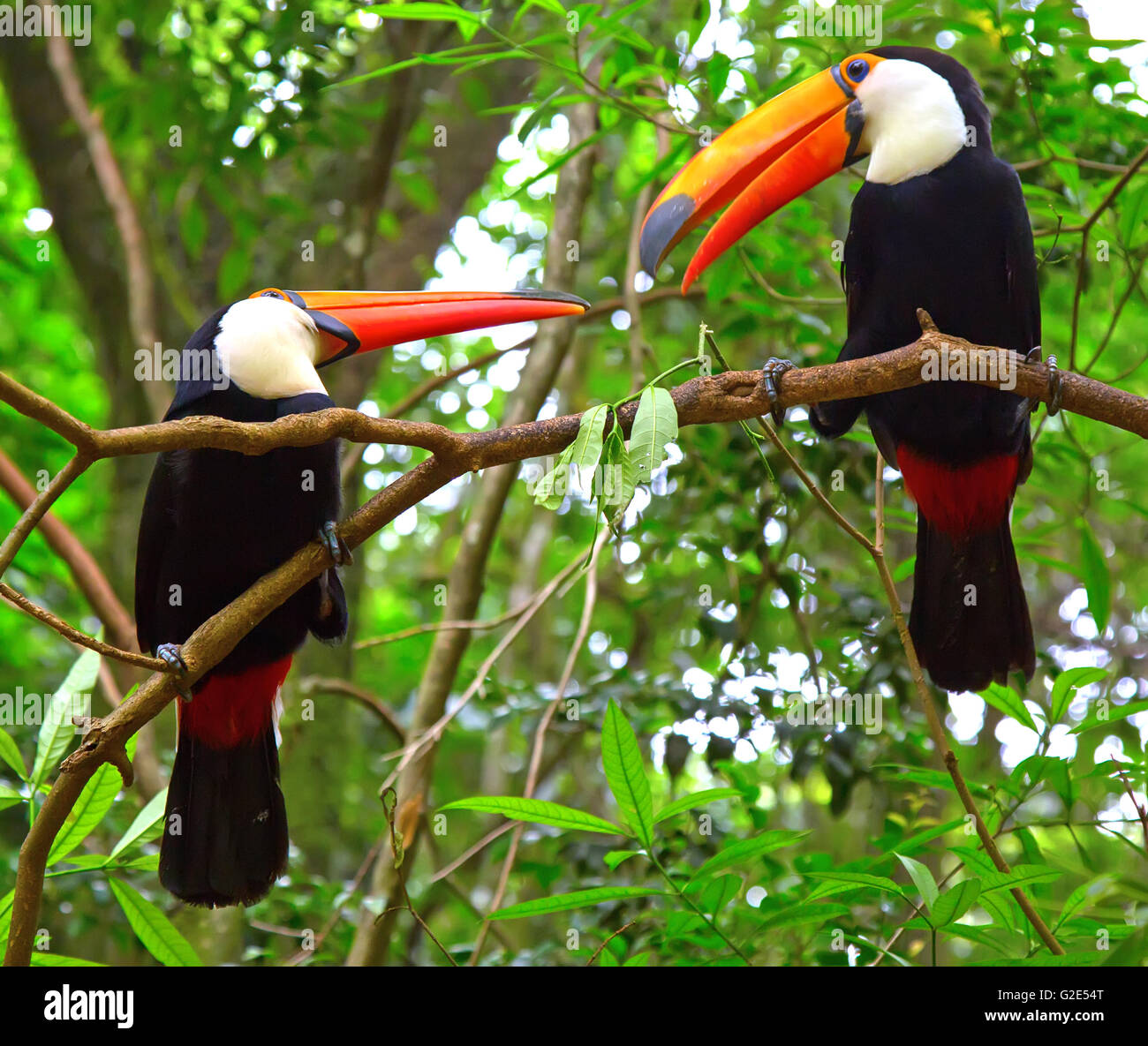 Toco toucan eating hi-res stock photography and images - Alamy