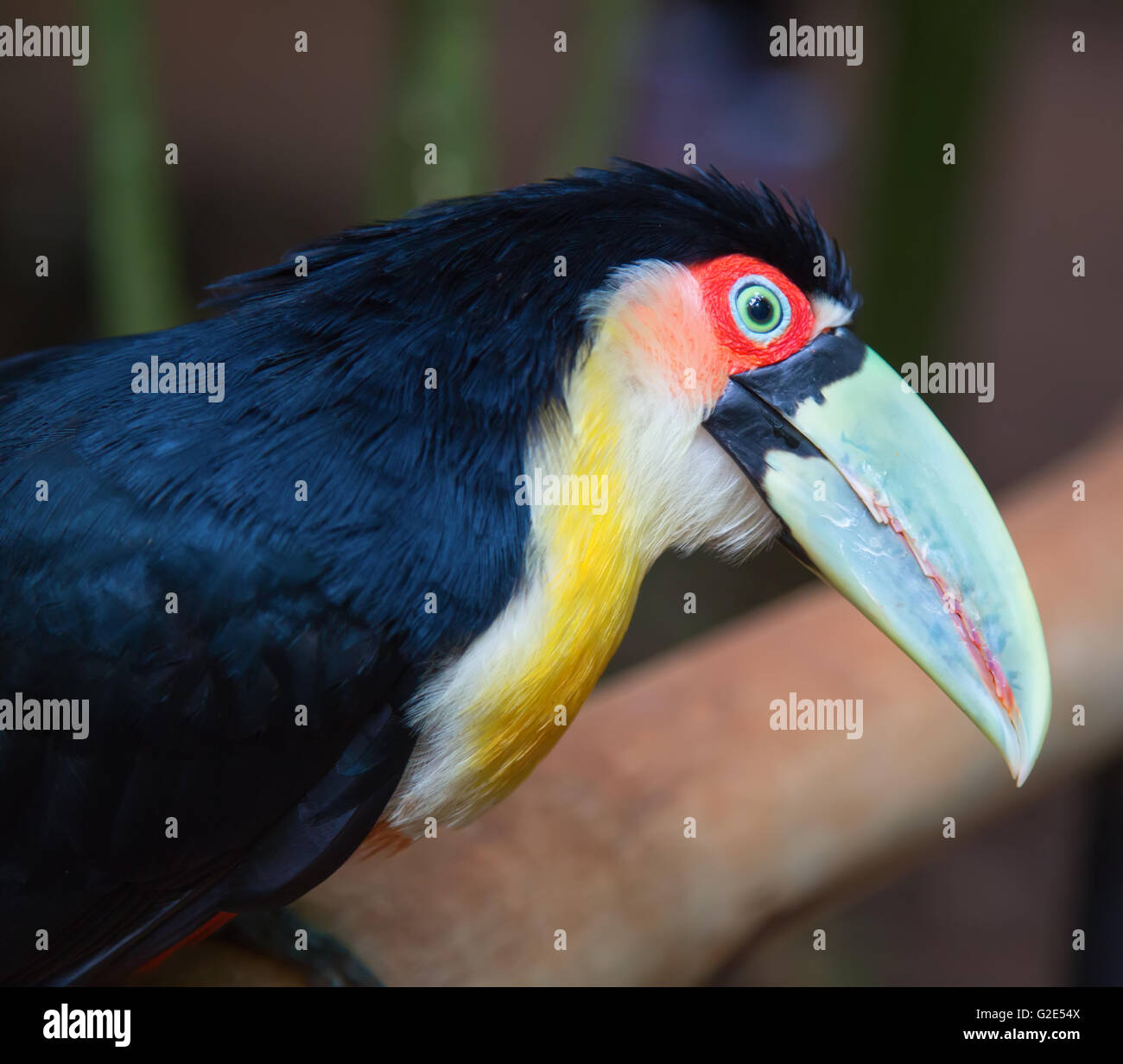Colorful tucan in the wild Stock Photo - Alamy