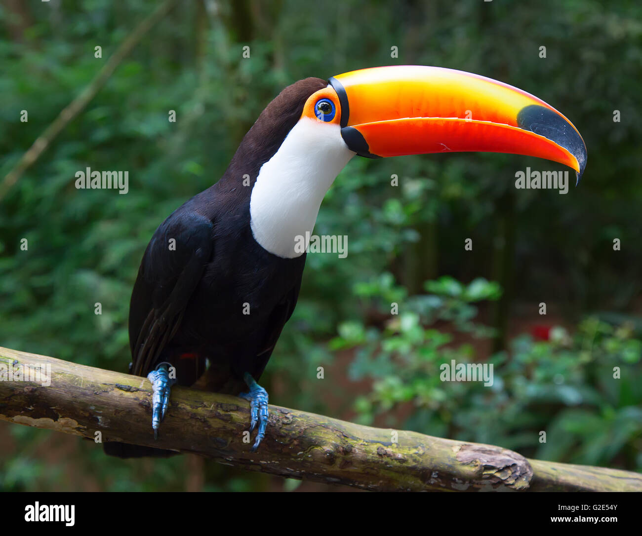 Toco toucan fruit hi-res stock photography and images - Alamy