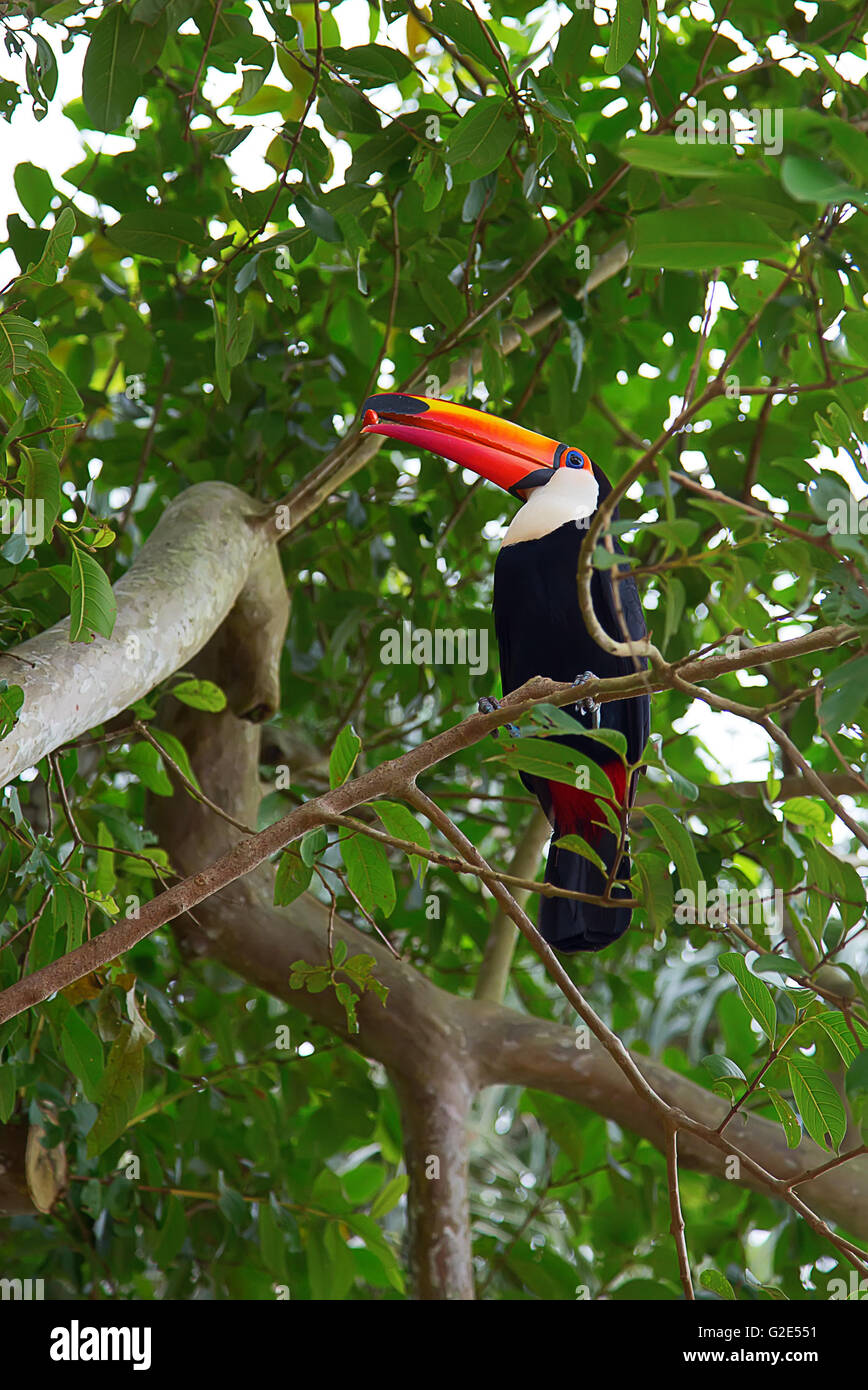 Peru tucan white hi-res stock photography and images - Alamy