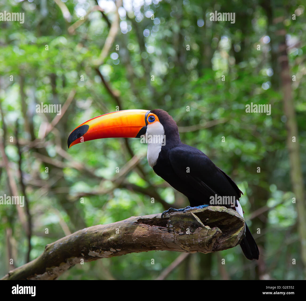 Closeup toucan blue eye ramphastos hi-res stock photography and images ...