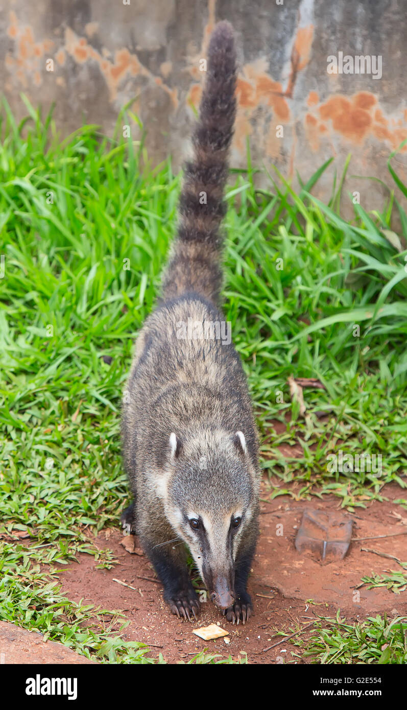 Coati nasua nasua iguassu national hi-res stock photography and images ...