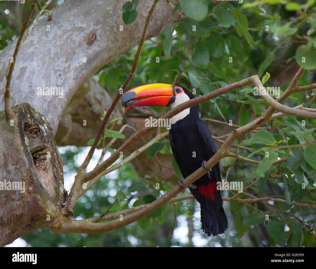 Tucan eating hi-res stock photography and images - Alamy