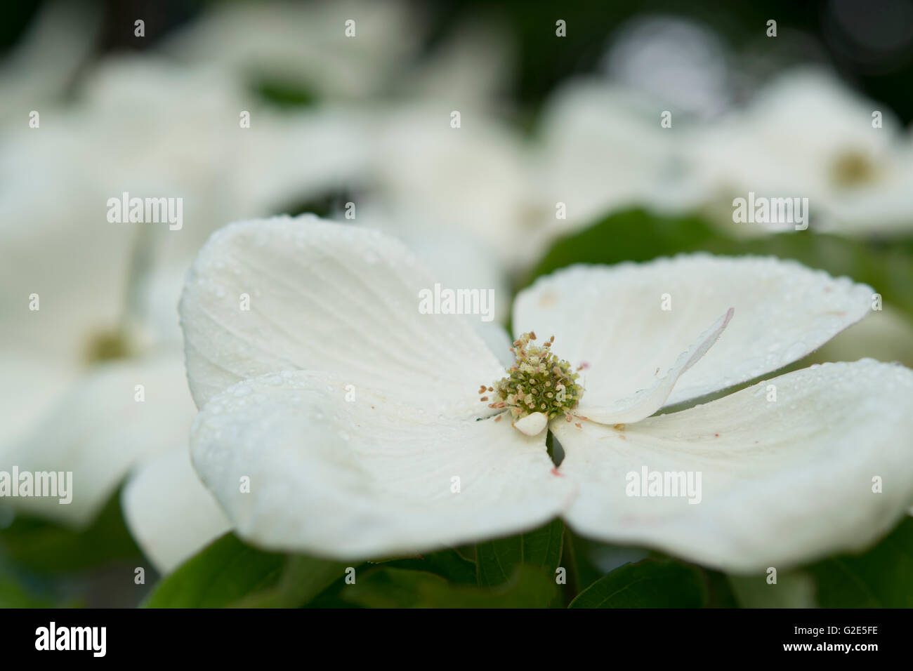 Soft white flowers hi-res stock photography and images - Alamy