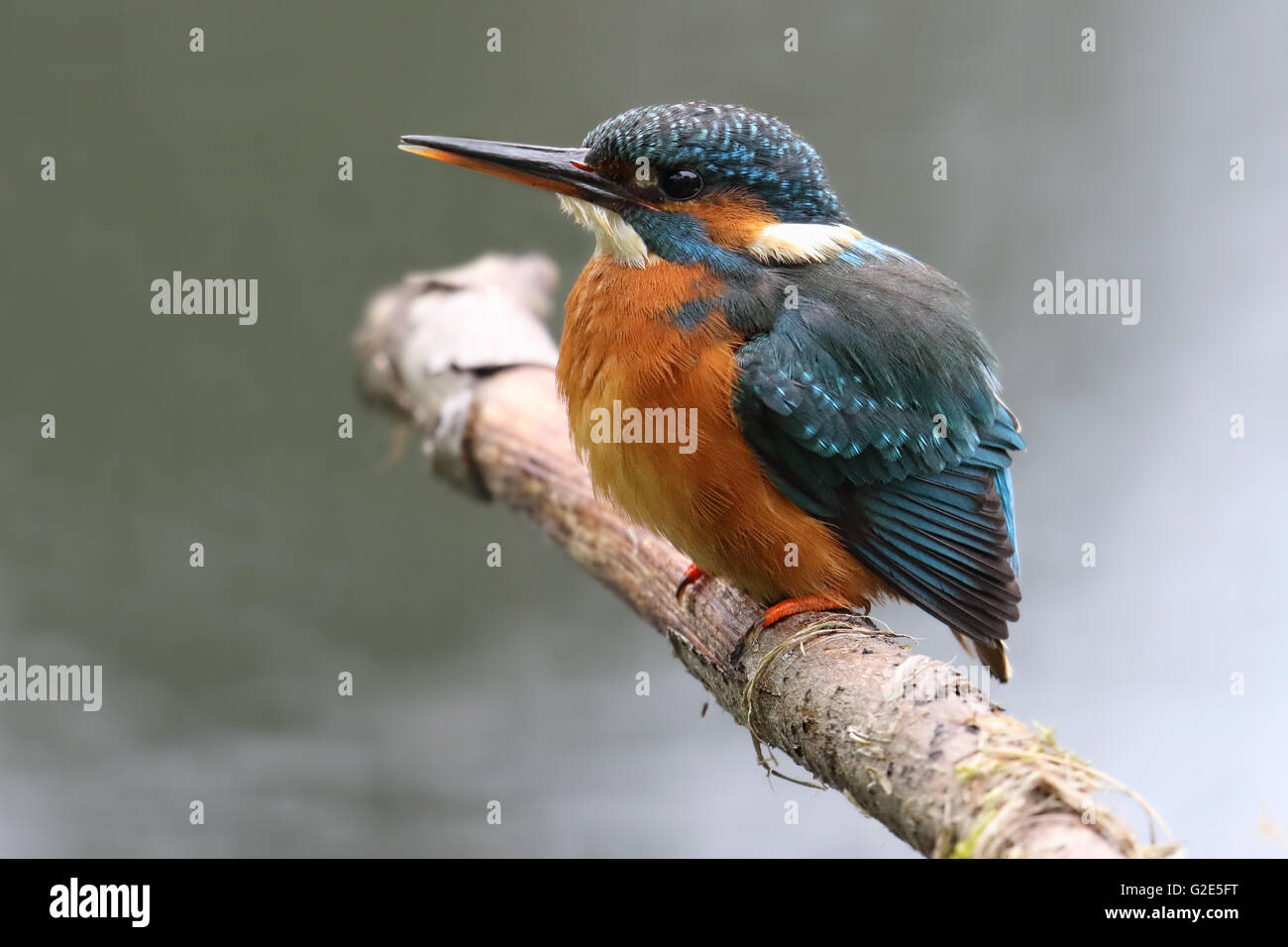 Female Wild Common Kingfisher (Alcedo atthis) sat on branch perch ...