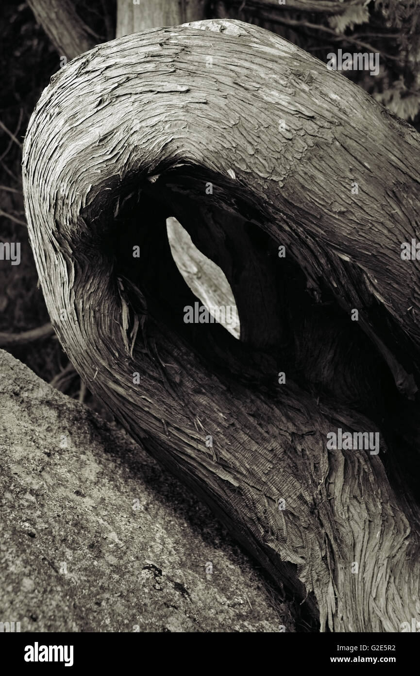Gnarly tree hi-res stock photography and images - Alamy