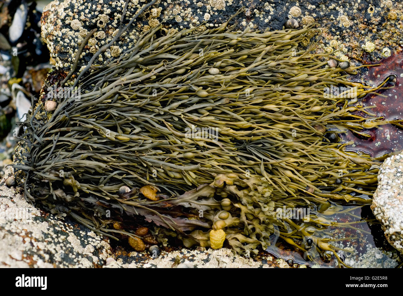 Seaweed in Tide Pool, Acadia National Park, Maine, USA Stock Photo - Alamy