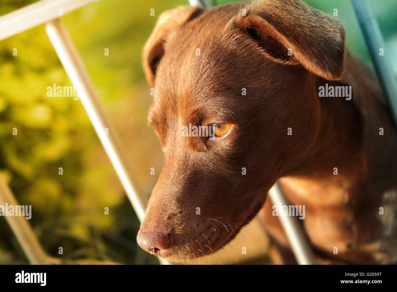 Beautiful dog with a nice expression Stock Photo - Alamy