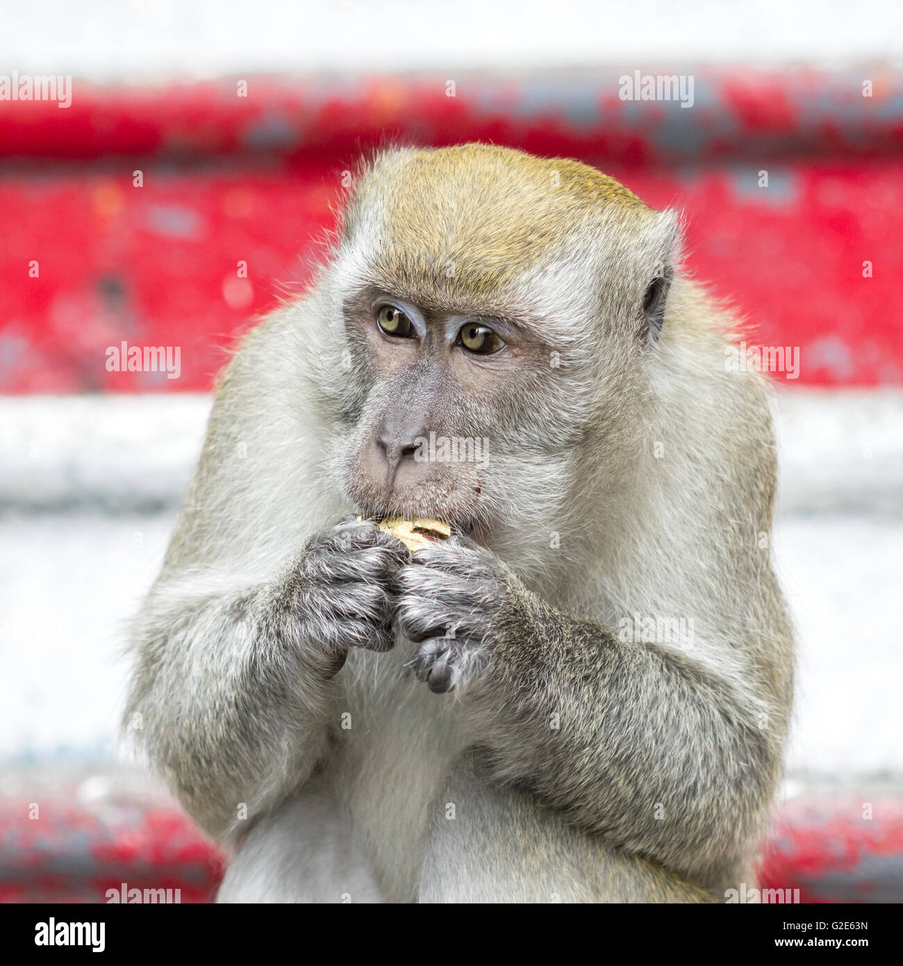 Nice monkey hi-res stock photography and images - Alamy