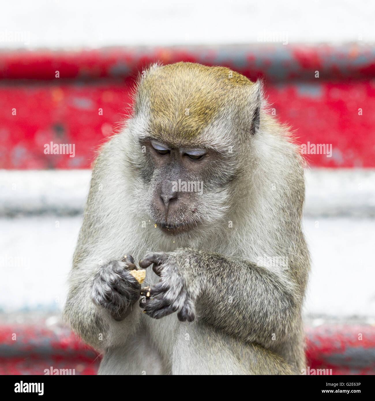 Portrait of a south asian monkey with a nice expression Stock Photo - Alamy