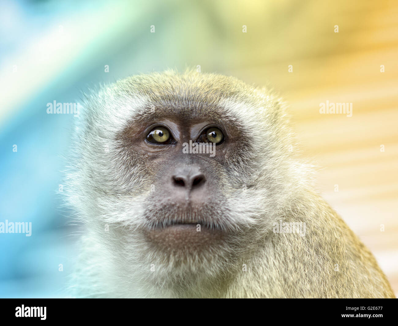 Nice monkey hi-res stock photography and images - Alamy