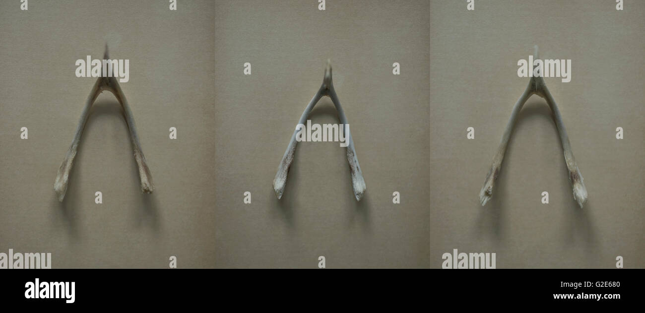 Wishbones High Resolution Stock Photography and Images - Alamy