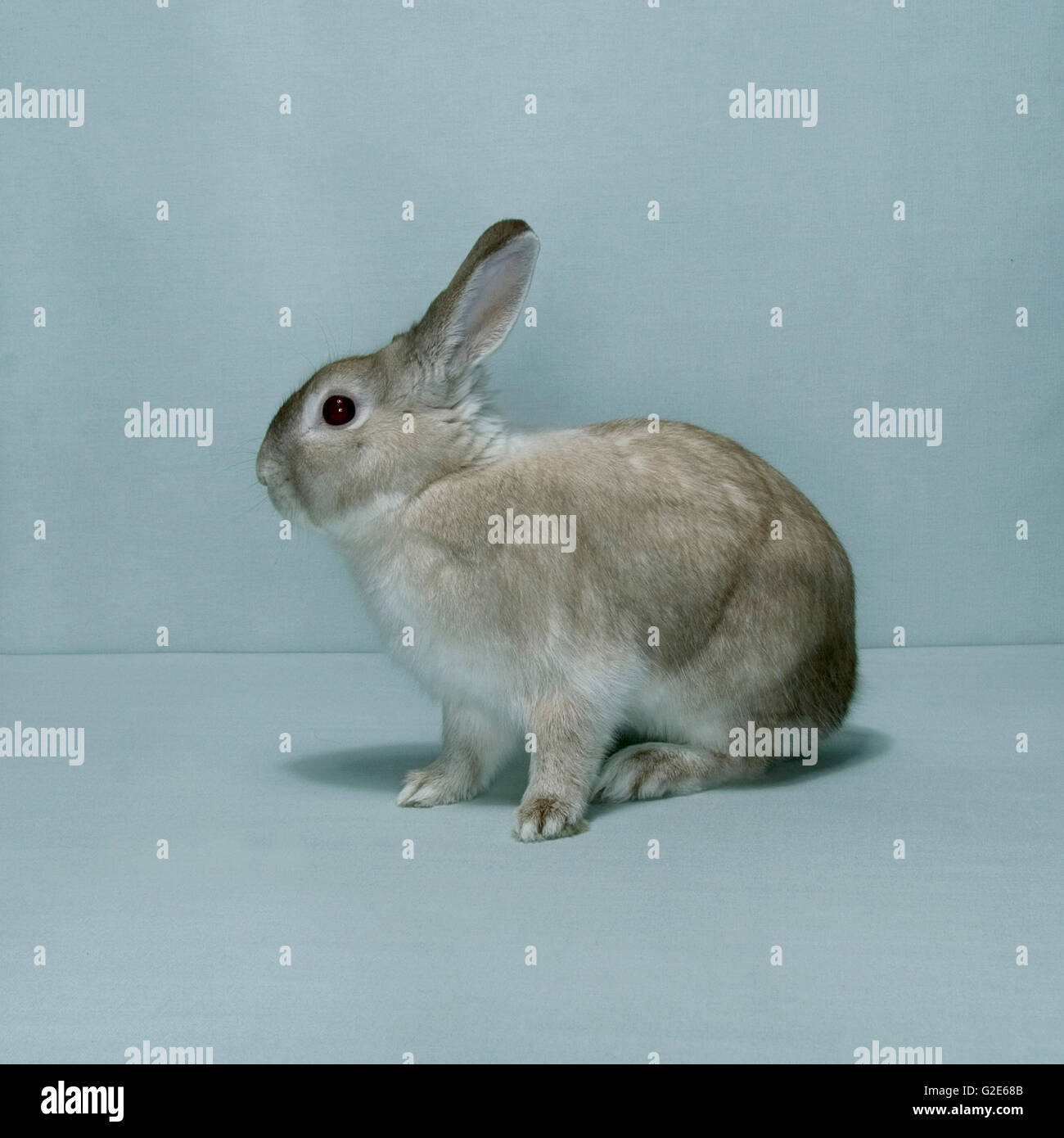 Rabbit profile hi-res stock photography and images - Alamy