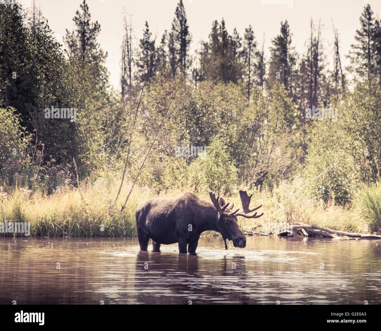 Moose Water High Resolution Stock Photography and Images - Alamy