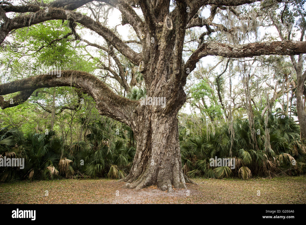 2,000 Year Old Oak Tree, Ormand, Florida, USA Stock Photo - Alamy